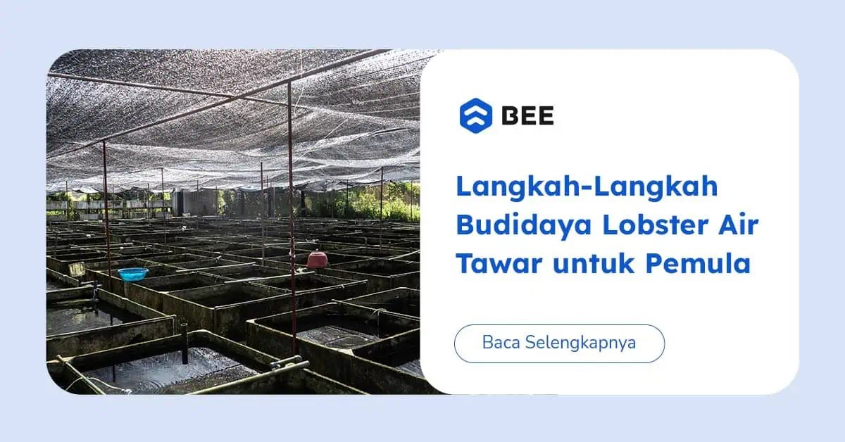 7 Langkah Cara Budidaya Lobster Air Tawar untuk Pemula
